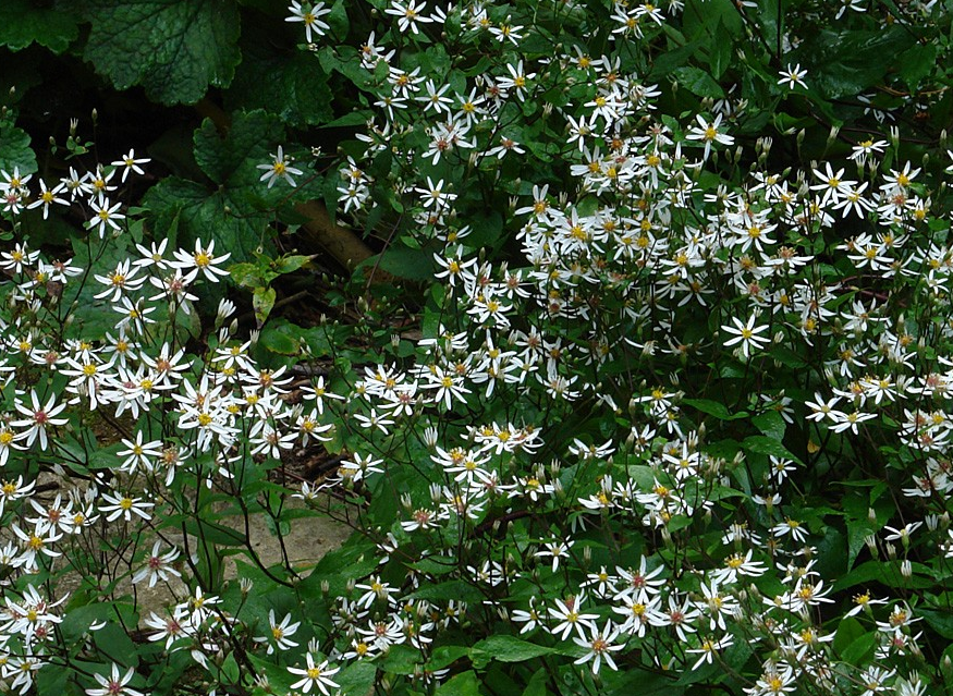 Astras skėstašakis – VIRBLĖS MEDELYNAS - Jolantos Gėlių ūkis