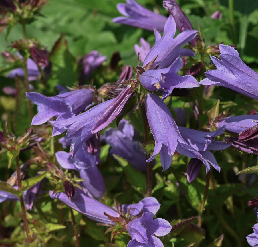 Katilėlis taškuotasis 'Viking' – VIRBLĖS MEDELYNAS - Jolantos Gėlių ūkis