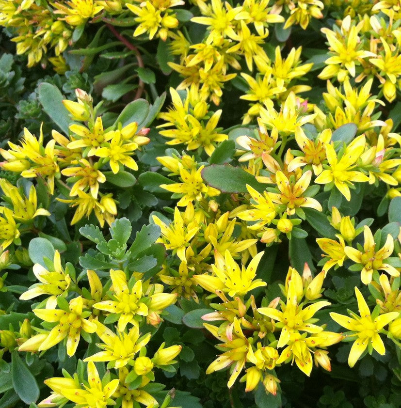 Šilokas gausiažiedis – VIRBLĖS MEDELYNAS - Jolantos Gėlių ūkis