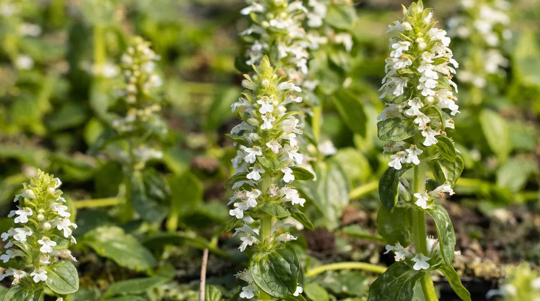 Vaisgina šliaužiančioji 'Alba' – VIRBLĖS MEDELYNAS - Jolantos Gėlių ūkis