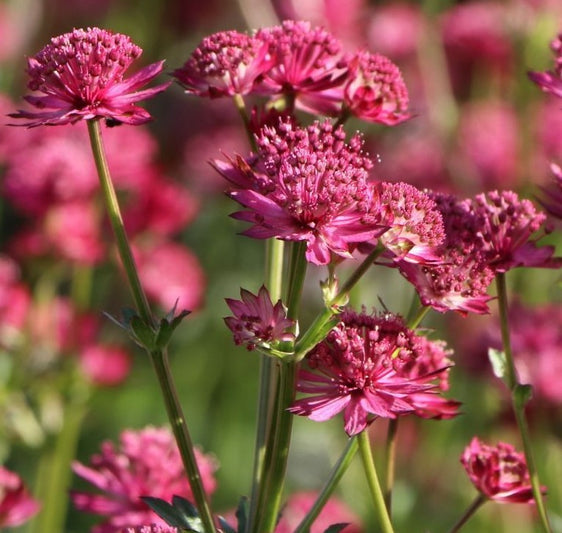 Astrancija didžioji 'Astra Red' – VIRBLĖS MEDELYNAS - Jolantos Gėlių ūkis